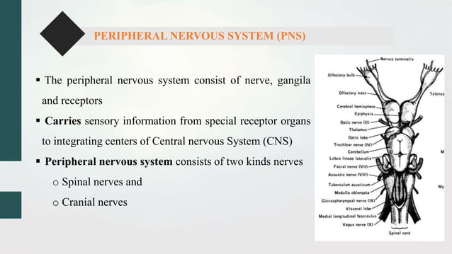 Endocrine glands in fish, hormones, structure and function of the neuro ...
