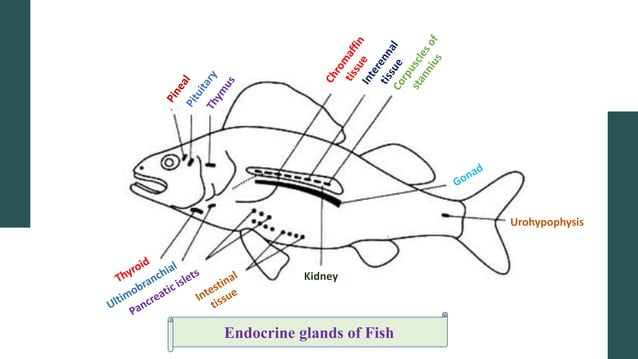 Endocrine glands in fish, hormones, structure and function of the neuro ...