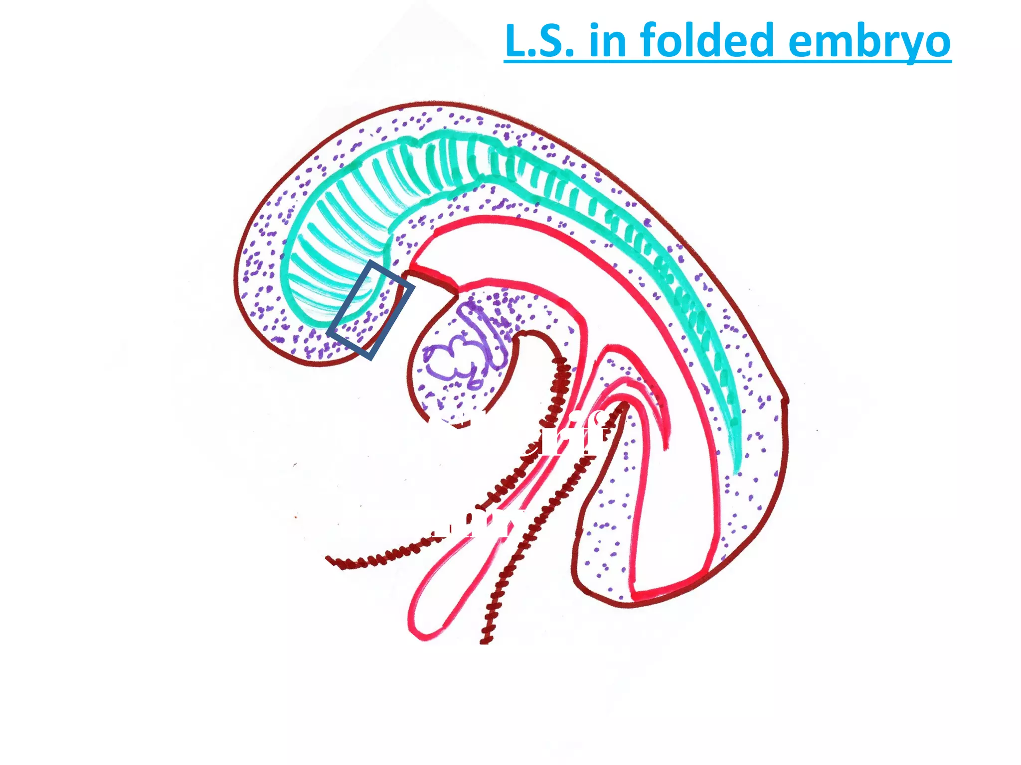 Development of Endocrine glands & Muscles (Special Embryology) | PPS