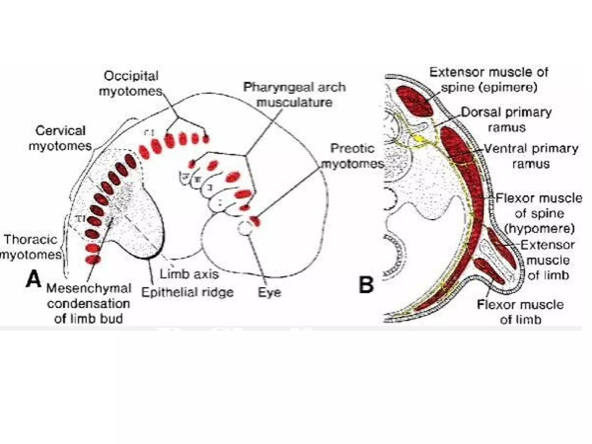 Development of Endocrine glands & Muscles (Special Embryology) | PPS