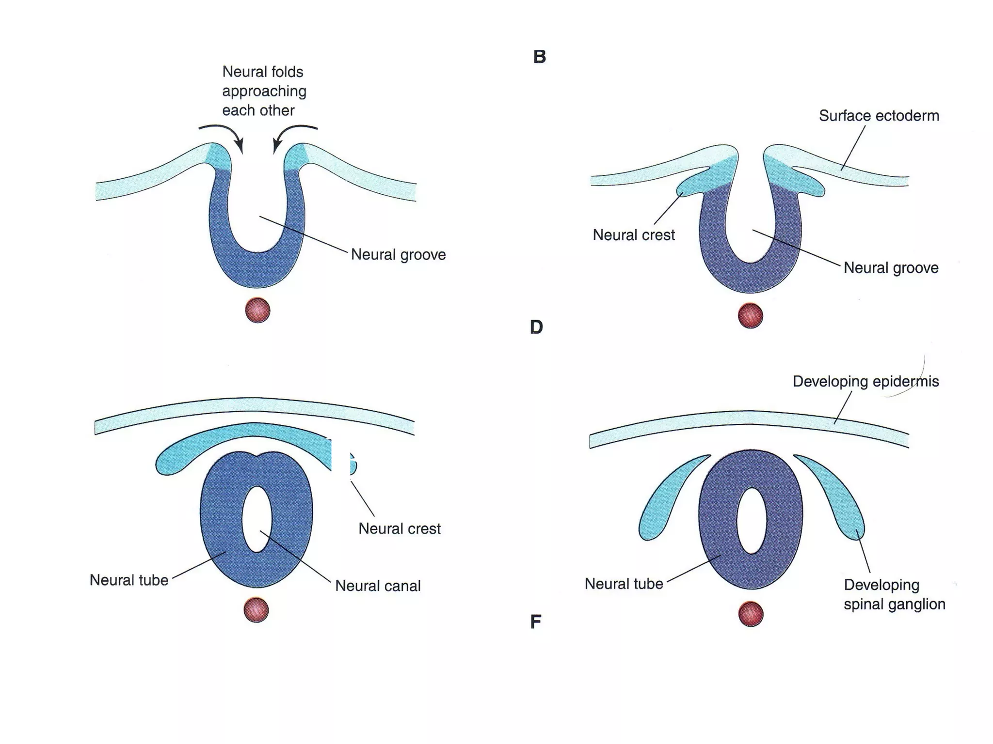 Development of Endocrine glands & Muscles (Special Embryology) | PPS