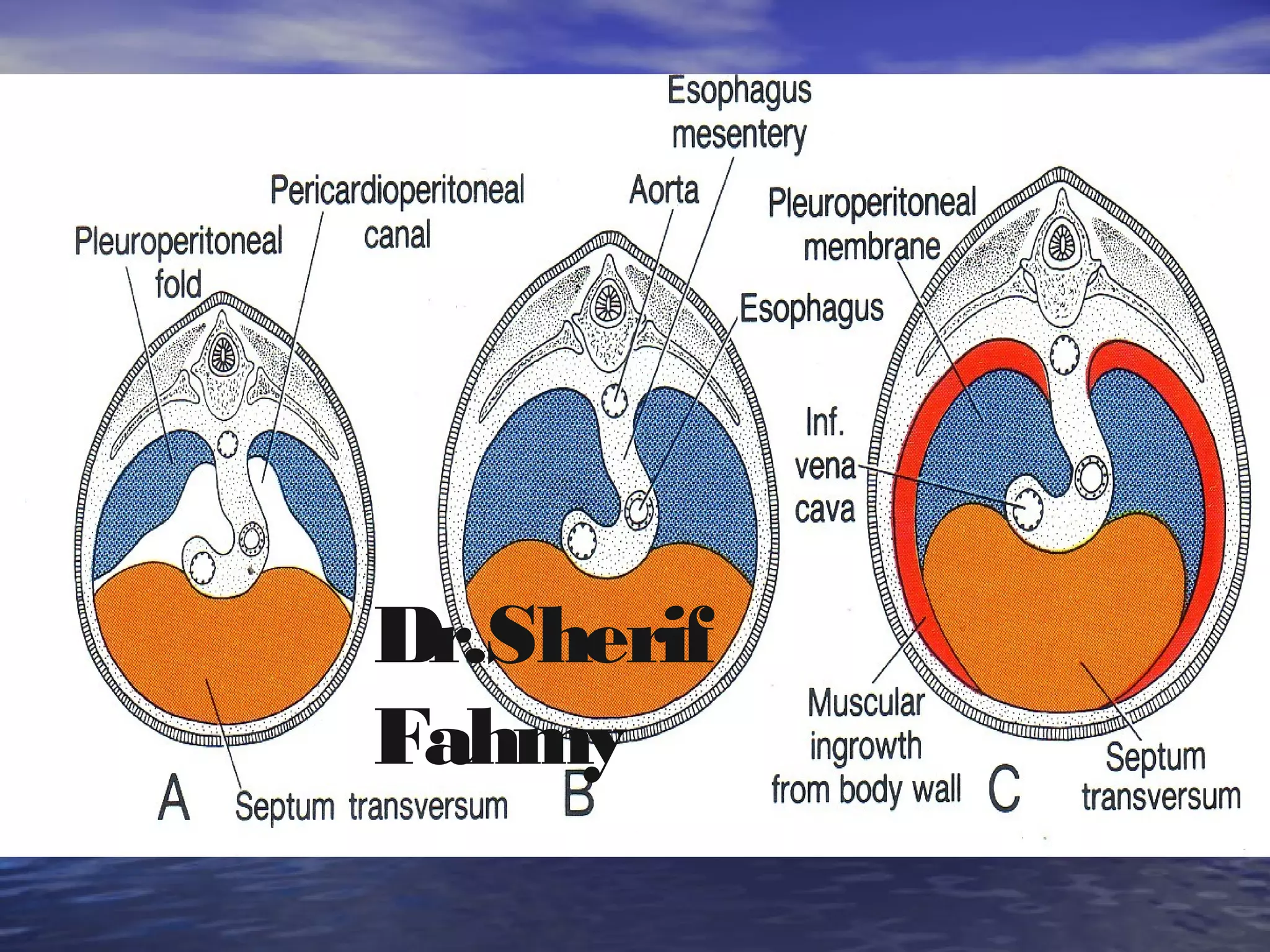 Development of Endocrine glands & Muscles (Special Embryology) | PPS