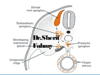 Development of Endocrine glands & Muscles (Special Embryology) | PPS