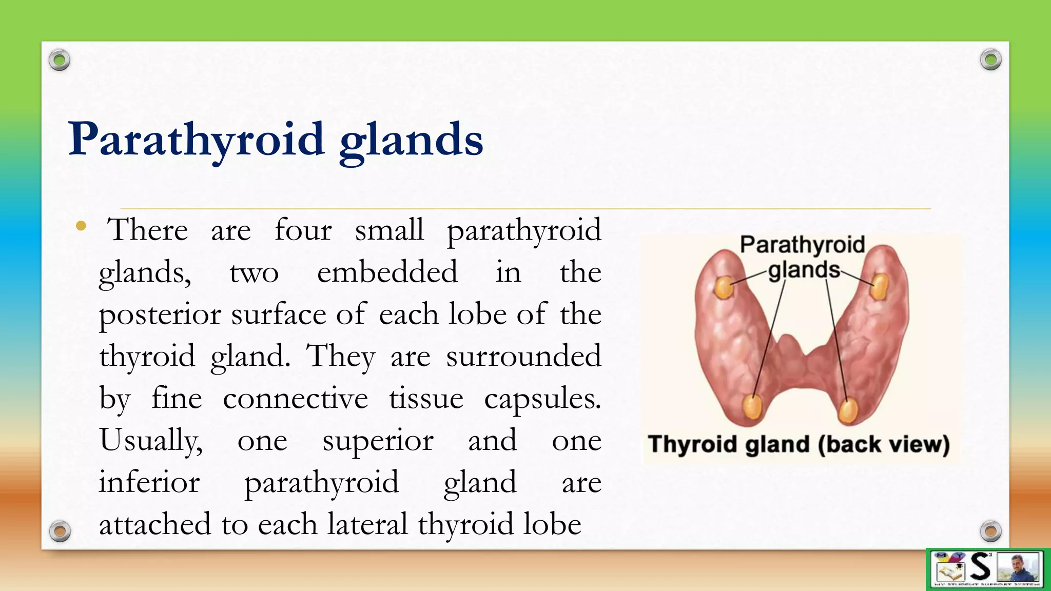Endocrine glands part 1 english | PPTX