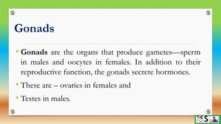 Endocrine glands part 2 english | PPT