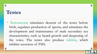 Endocrine glands part 2 english | PPT