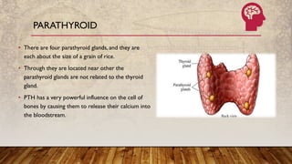 Endocrine glands ppt.pdf