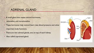 Endocrine glands ppt.pdf