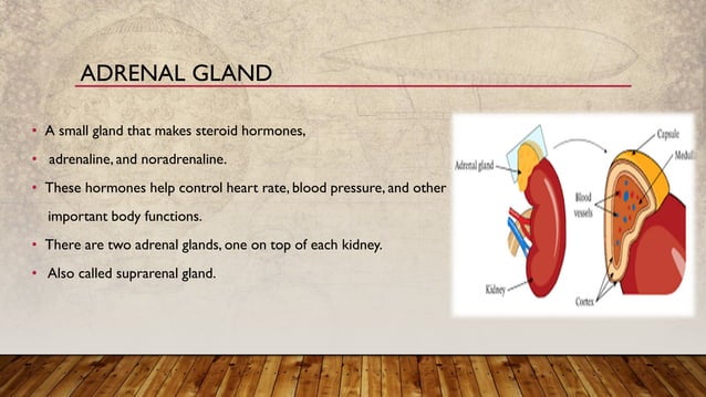 Endocrine glands ppt.pdf