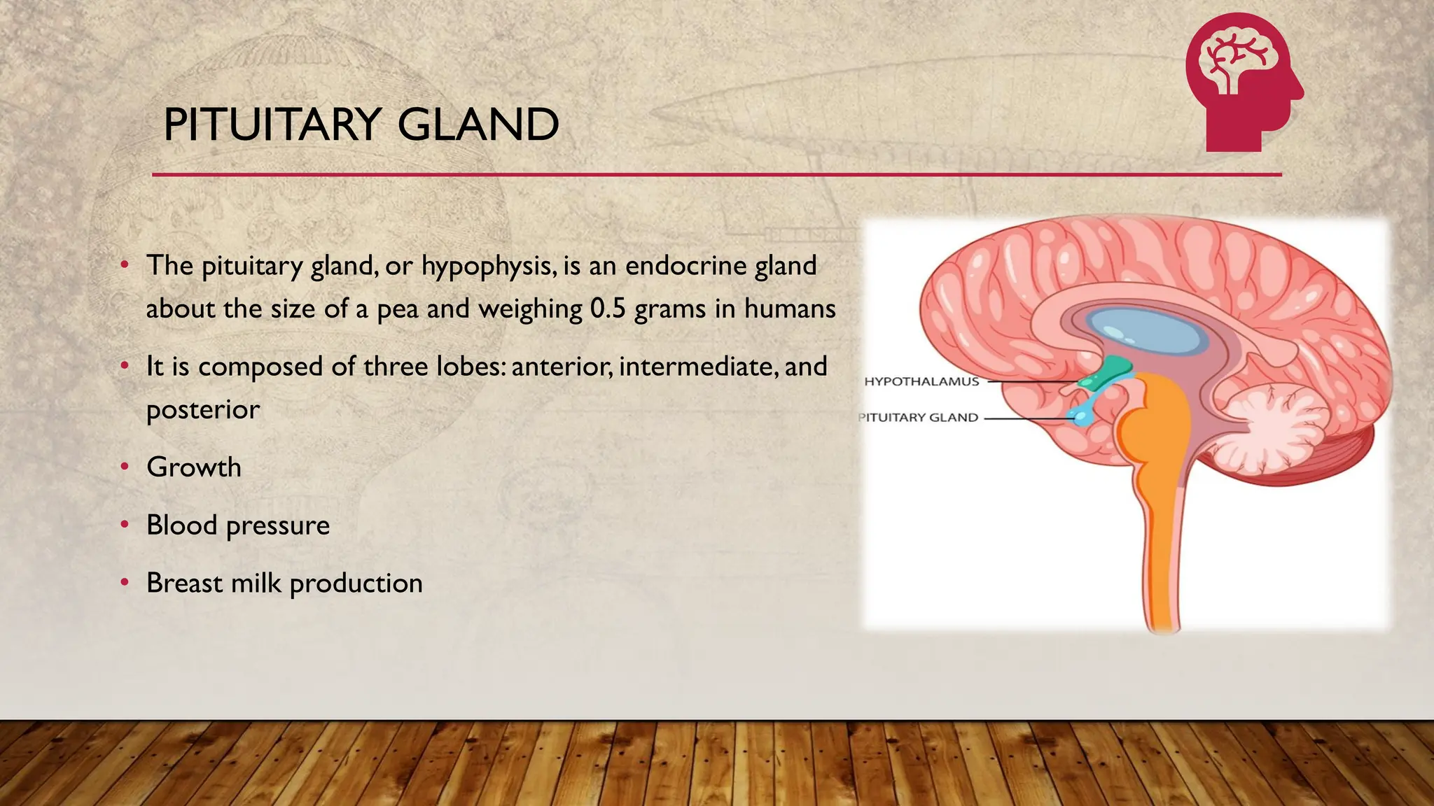 Endocrine glands ppt on monday.pjfdjfdfddf | PDF