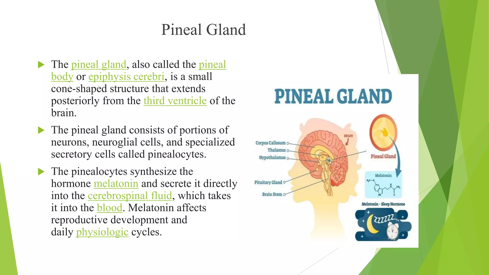 Endocrine Glands & Their Hormones.pptx