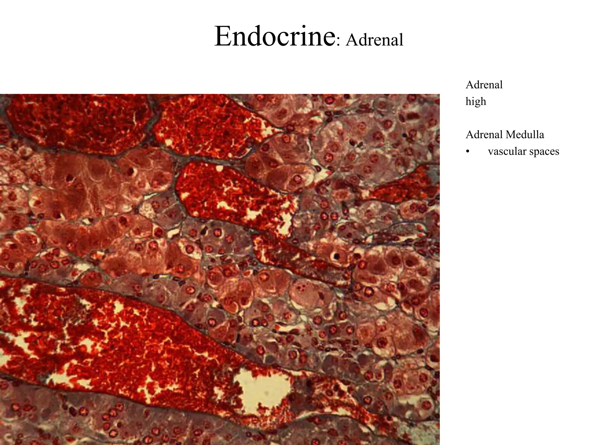 Endocrine Histology | PPT