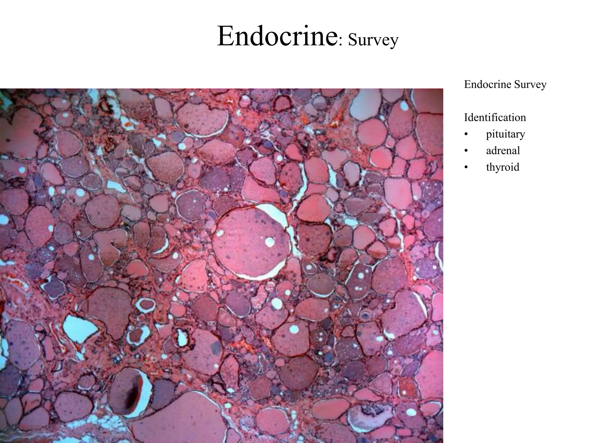 Endocrine Histology | PPT