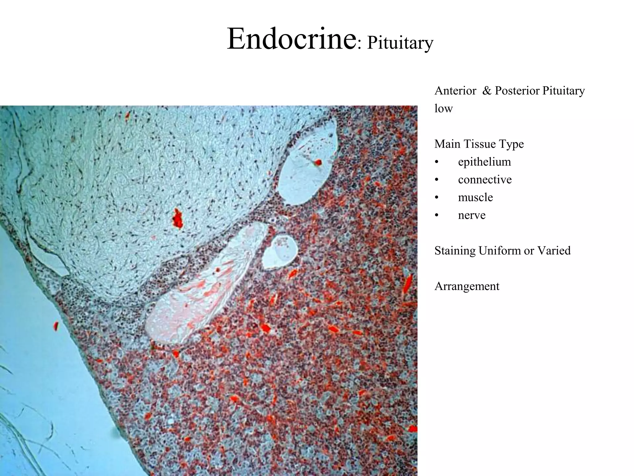 Endocrine Histology | PPT