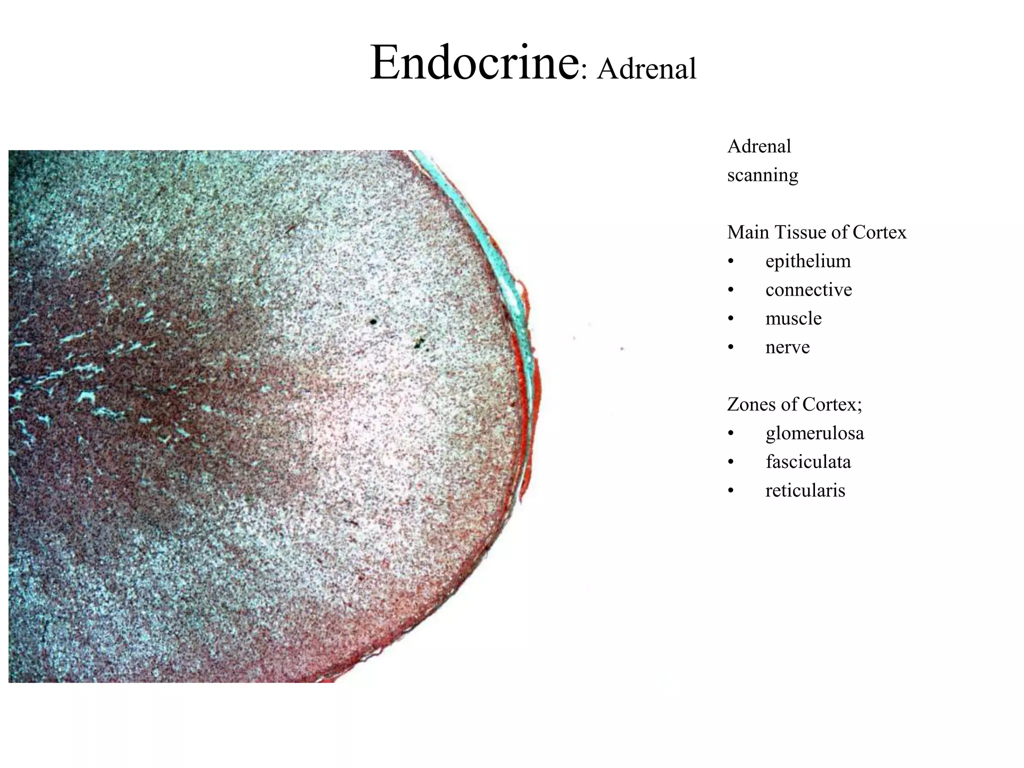 Endocrine Histology | PPT
