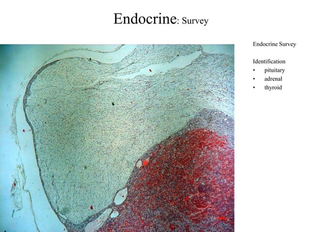 Endocrine Histology | PPT