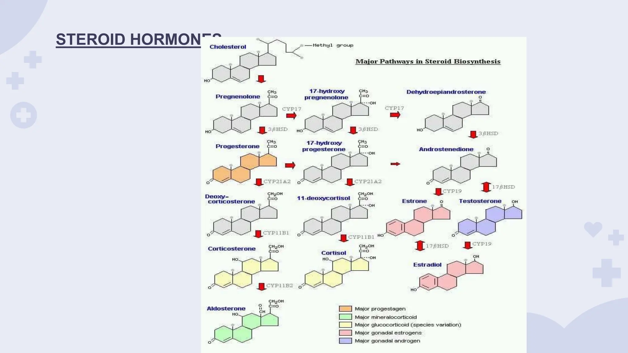 endocrine hormones | PPT