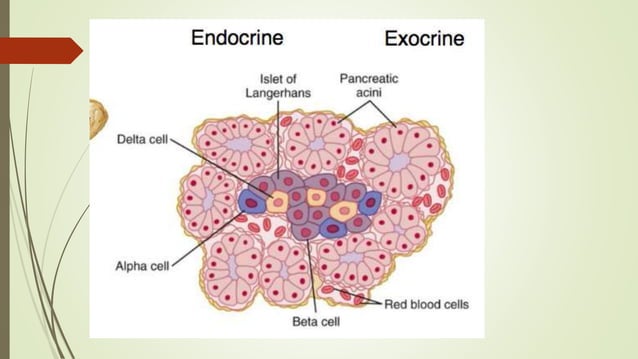 ENDOCRINE HORMONES OF PANCREAS.pptx