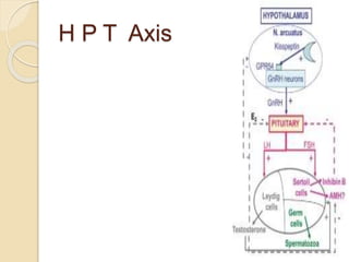 Endocrine Infertility.pptx