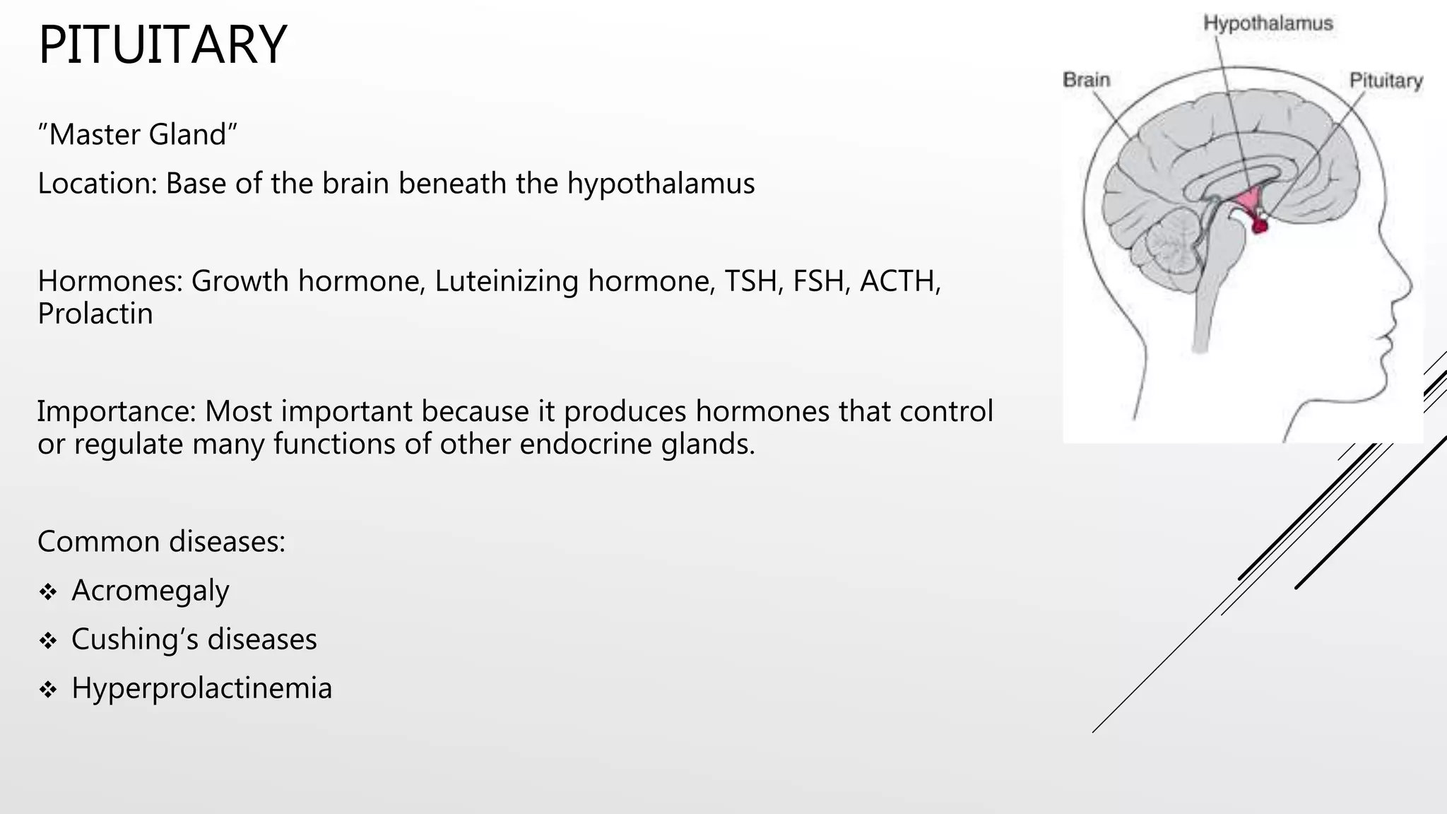 INTRODUCTION TO ENDOCRINE SYSTEM | PPTX