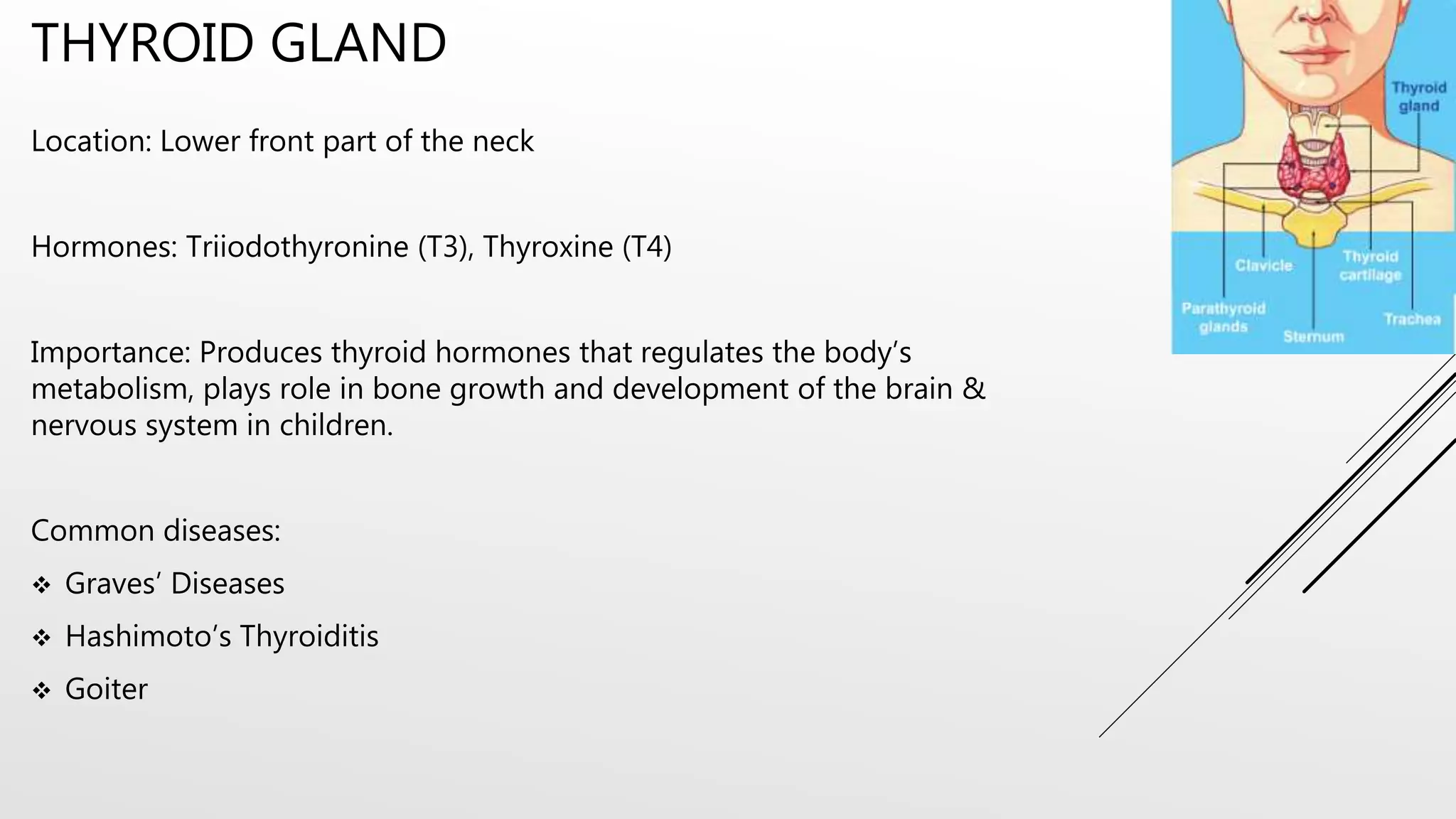 INTRODUCTION TO ENDOCRINE SYSTEM | PPTX