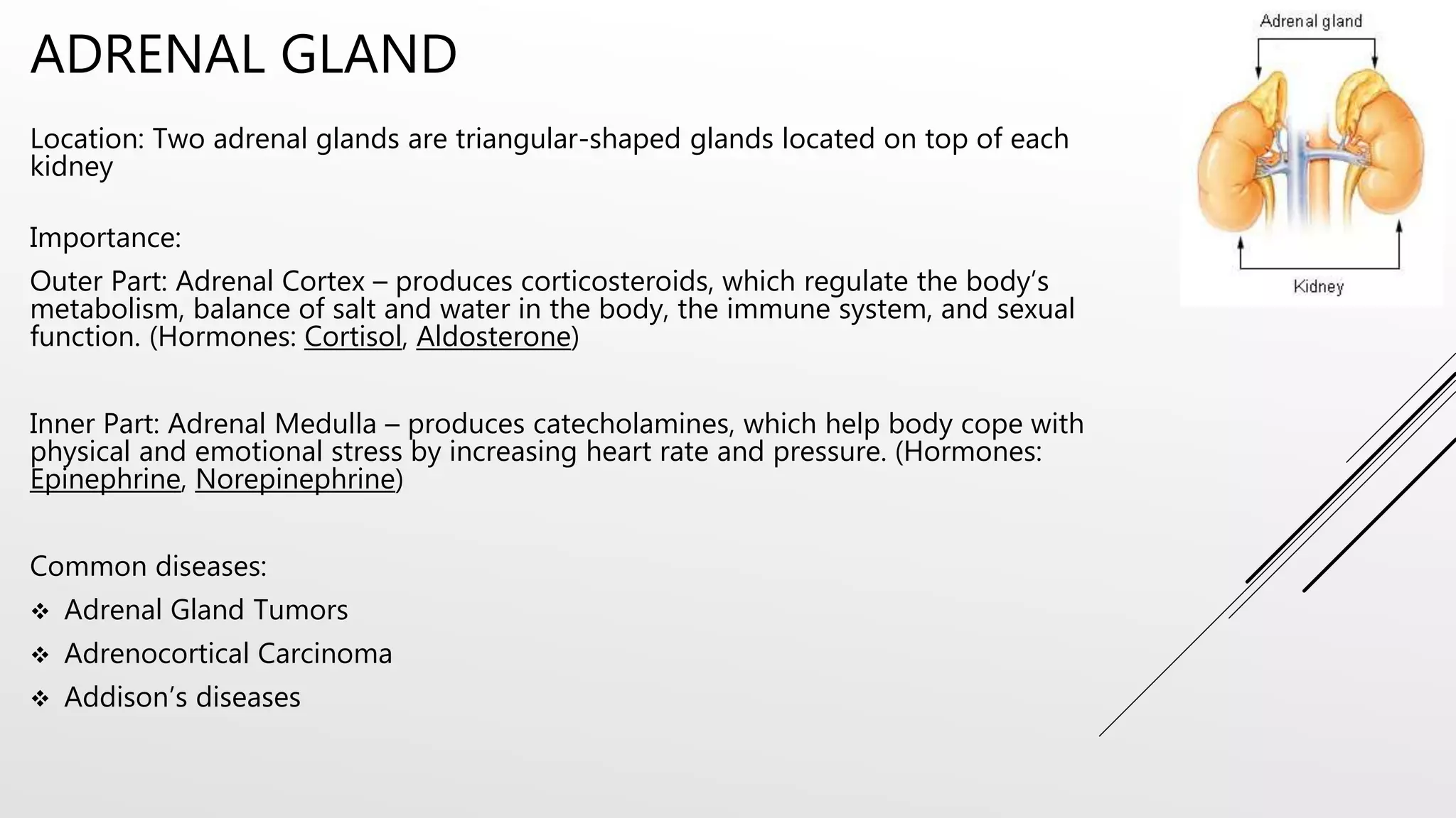 INTRODUCTION TO ENDOCRINE SYSTEM | PPTX