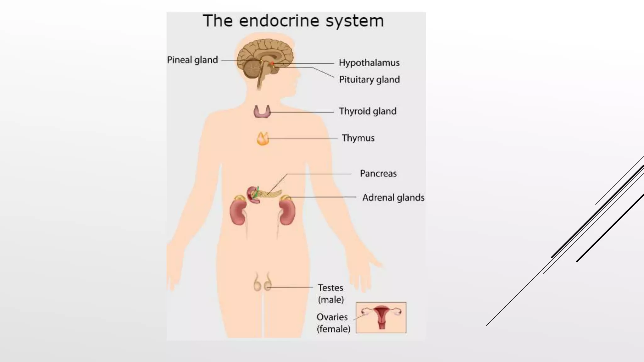INTRODUCTION TO ENDOCRINE SYSTEM | PPTX