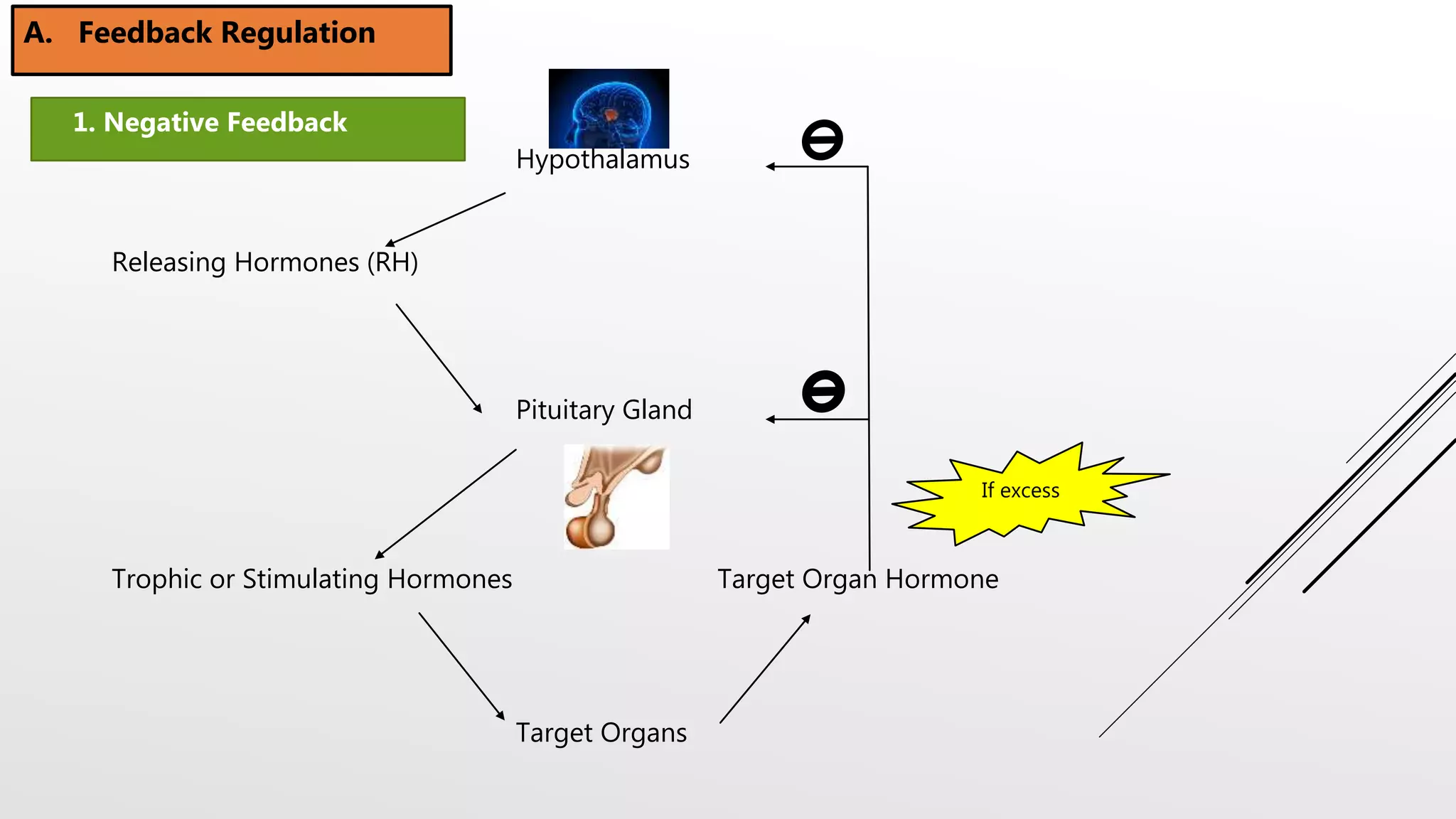 INTRODUCTION TO ENDOCRINE SYSTEM | PPTX