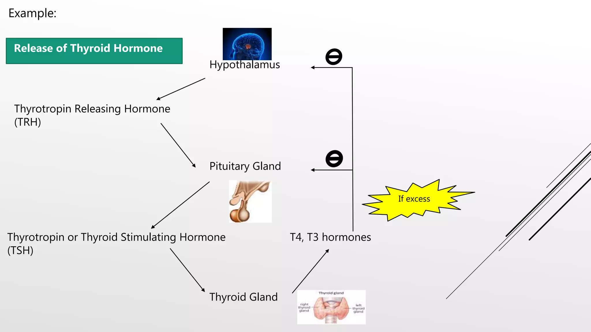 INTRODUCTION TO ENDOCRINE SYSTEM | PPTX
