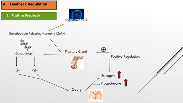 INTRODUCTION TO ENDOCRINE SYSTEM | PPTX | Thyroid Disorders | Endocrine ...