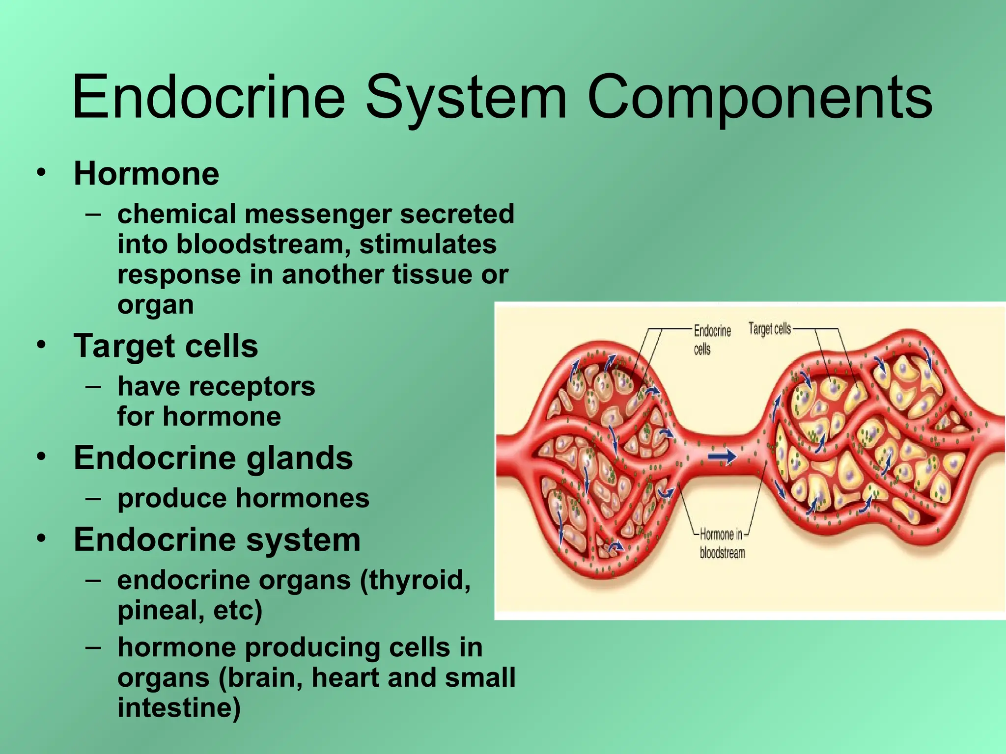 endocrine introduction and ant. pituitary.ppt
