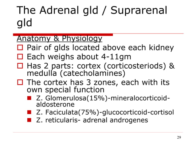 endocrine lecture.pdf