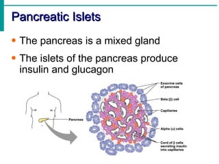 Endocrine System Notes | PPT