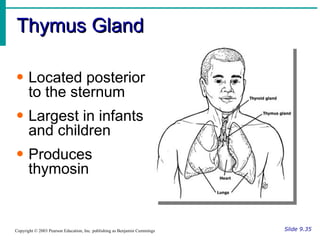 Endocrine System Notes | PPT