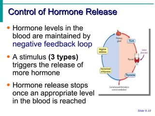 Endocrine System Notes | PPT