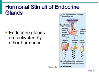 Endocrine System Notes | PPT