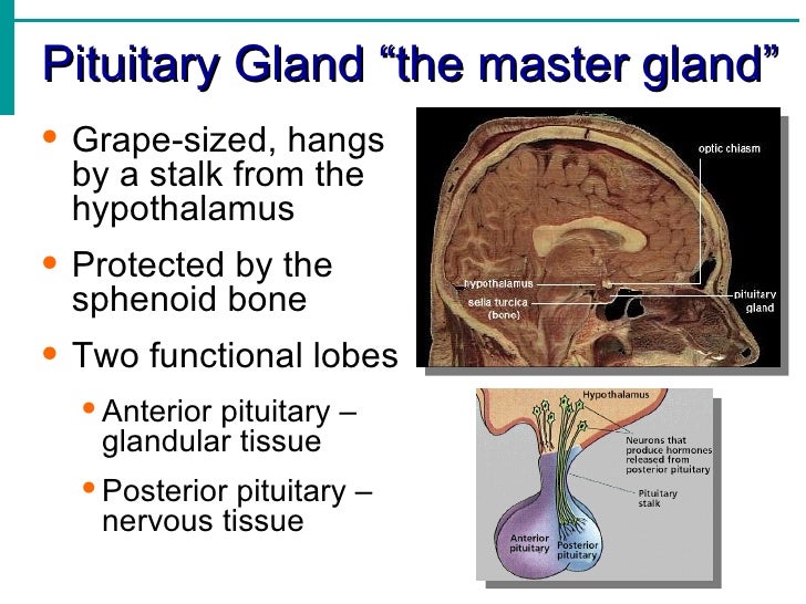 Endocrine System Notes