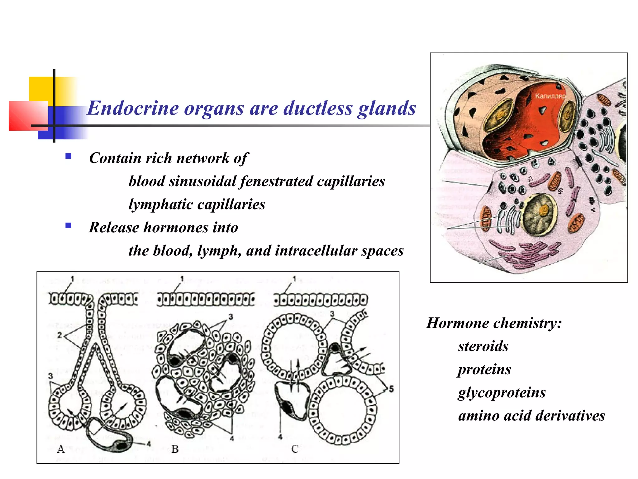 Endocrine organs | PPT
