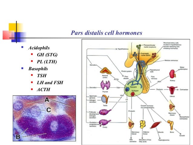 Endocrine organs