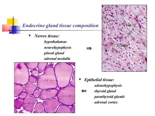 Endocrine Glands Tissue