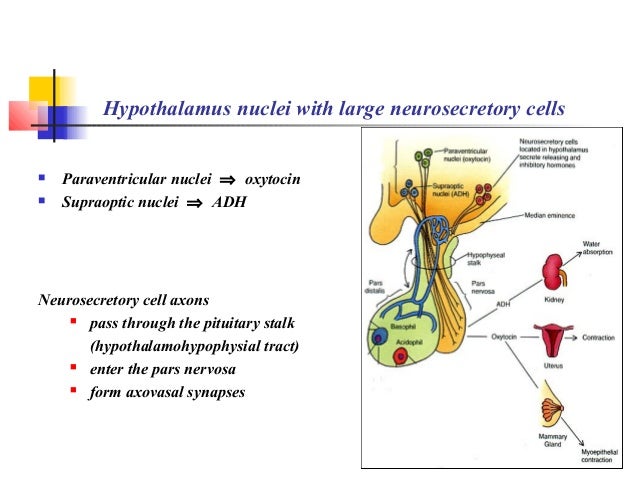 Endocrine organs