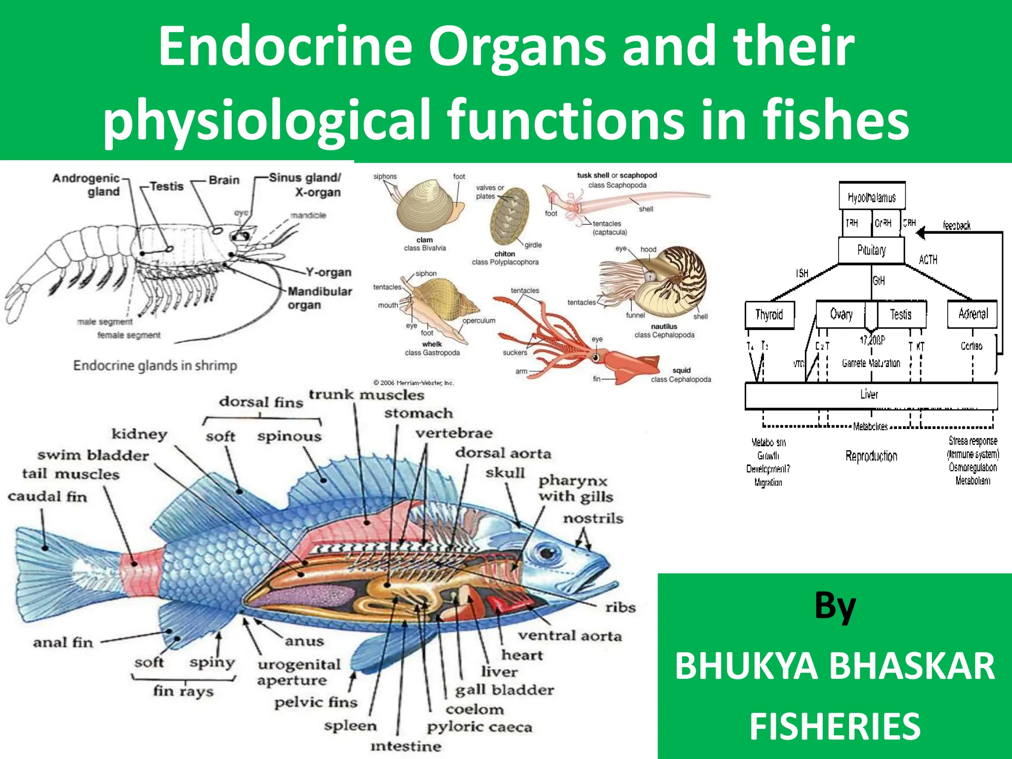 Endocrine Organs and their physiological functions in fishes by B.pptx