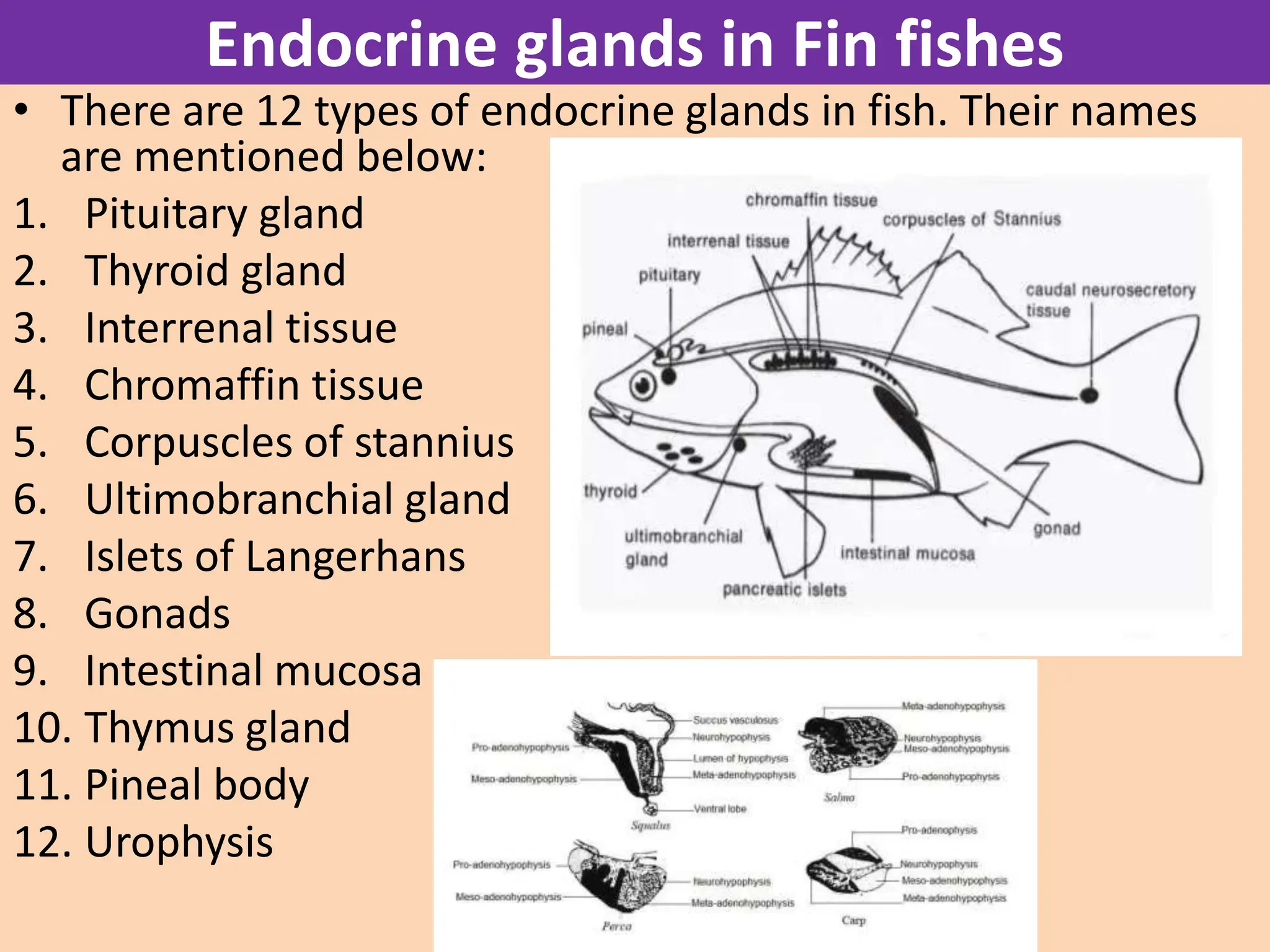 Endocrine Organs and their physiological functions in fishes by B.pptx