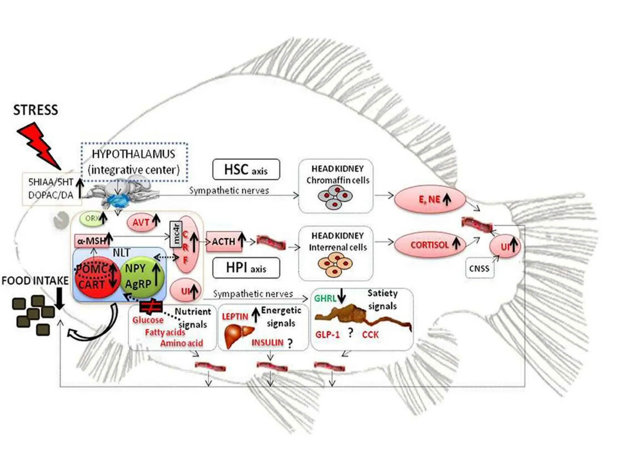 Endocrine Organs and their physiological functions in fishes by B.pptx