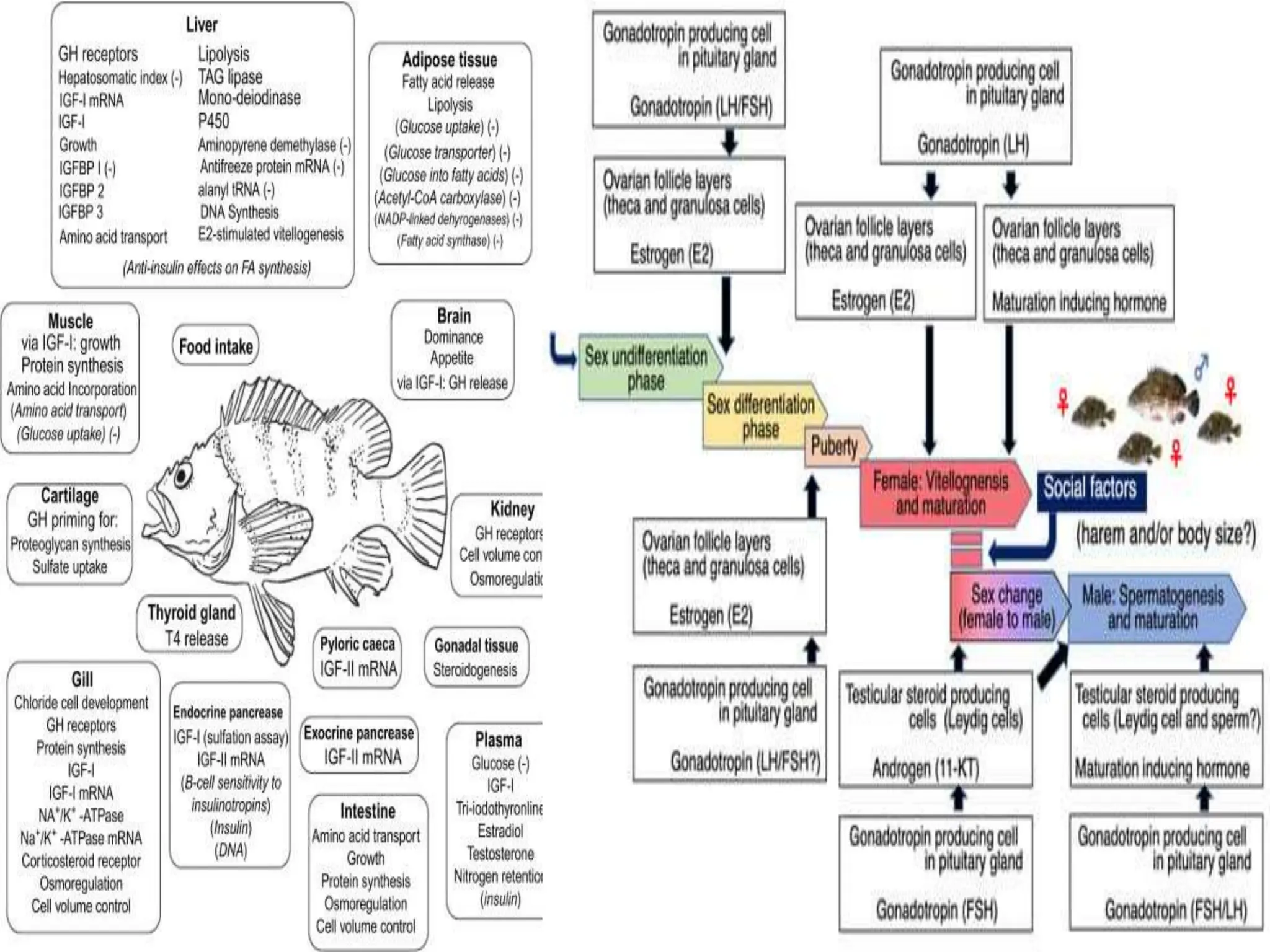 Endocrine Organs and their physiological functions in fishes by B.pptx