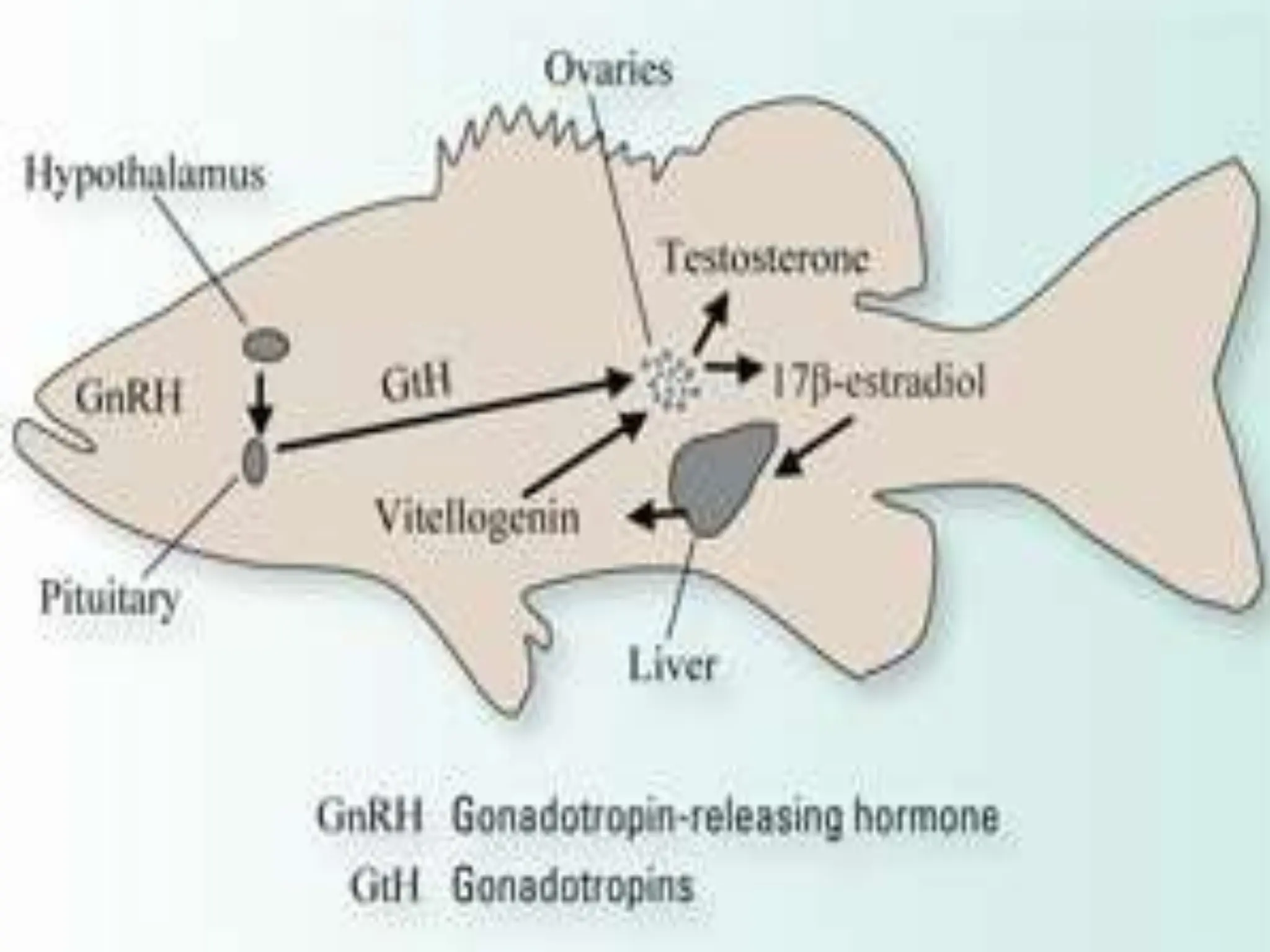 Endocrine Organs and their physiological functions in fishes by B.pptx
