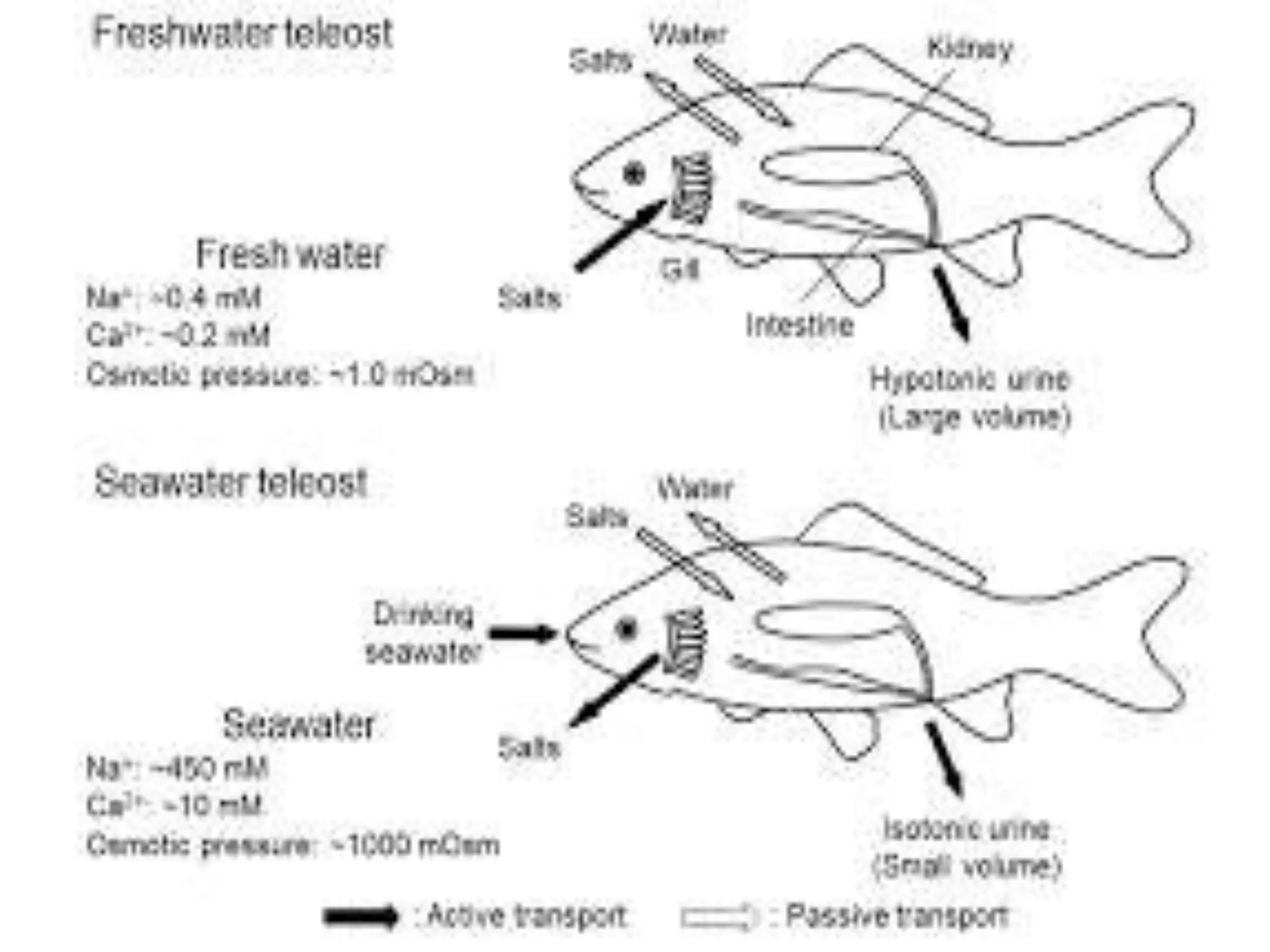 Endocrine Organs and their physiological functions in fishes by B.pptx