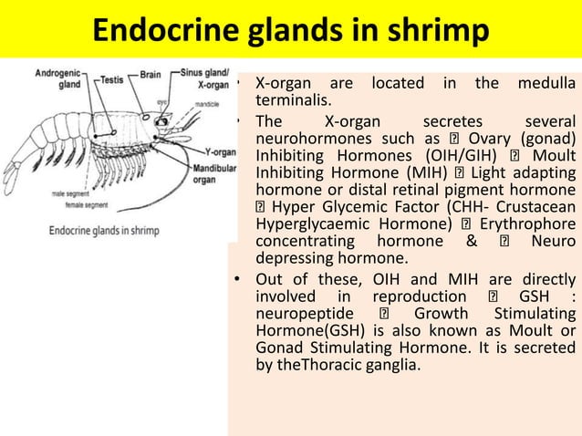 Endocrine Organs and their physiological functions in fishes by B.pptx ...