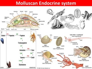 Endocrine Organs and their physiological functions in fishes by B.pptx ...