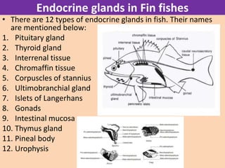 Endocrine Organs and their physiological functions in fishes by B.pptx ...